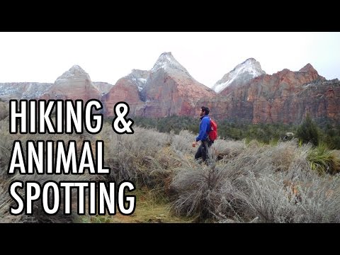 Wild Animal Spotting & World-Class Hiking in Zion National Park