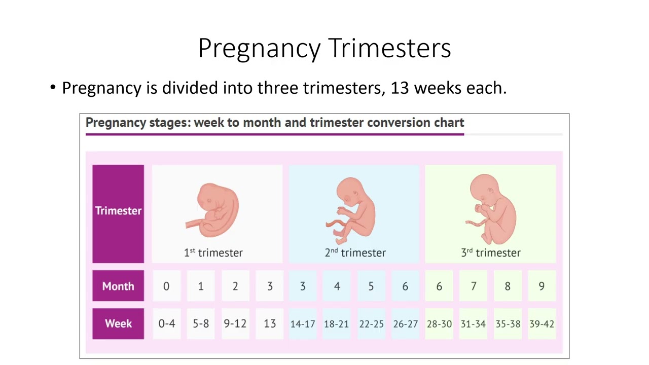 Module 1 PrenatalPPT