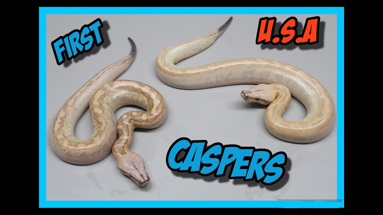 NEW BLOOD PYTHON MORPH CLUTCH!