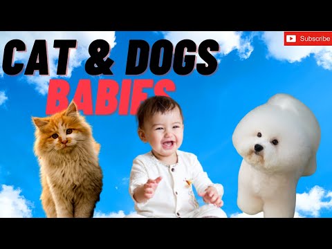 Cute cats and dogs love babies compilation 2021 | cute puppy and kitten | Doggies Cats
