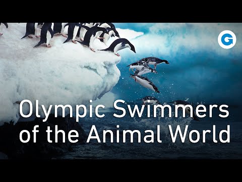 Penguins - Life Among the Largest Colonies