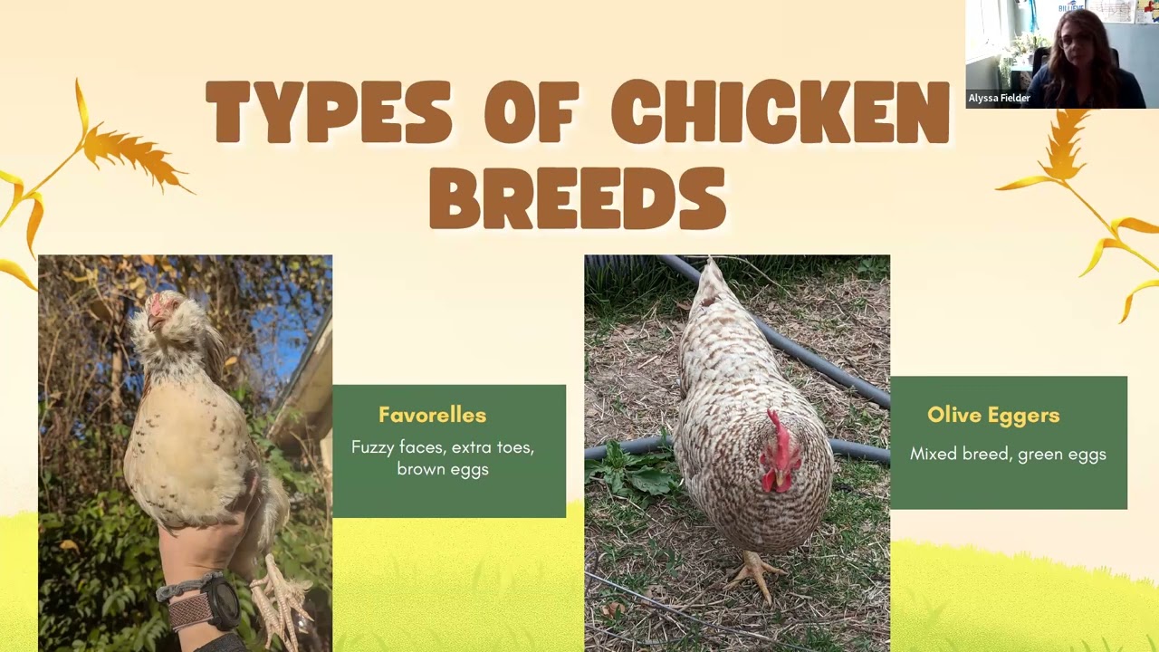 Wednesday 101 Webinar: Getting Started with Backyard Chickens