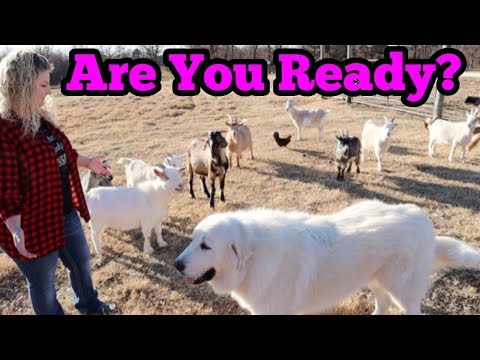 What I Wish I'd Known Before Starting A Goat Farm