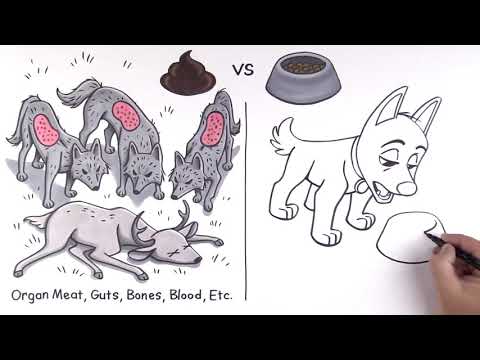 Animal Food Security: Choosing Healthy And Balanced Components – The ...