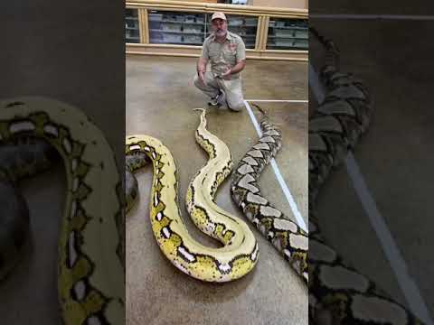 Which one the worlds biggest snake 🐍
