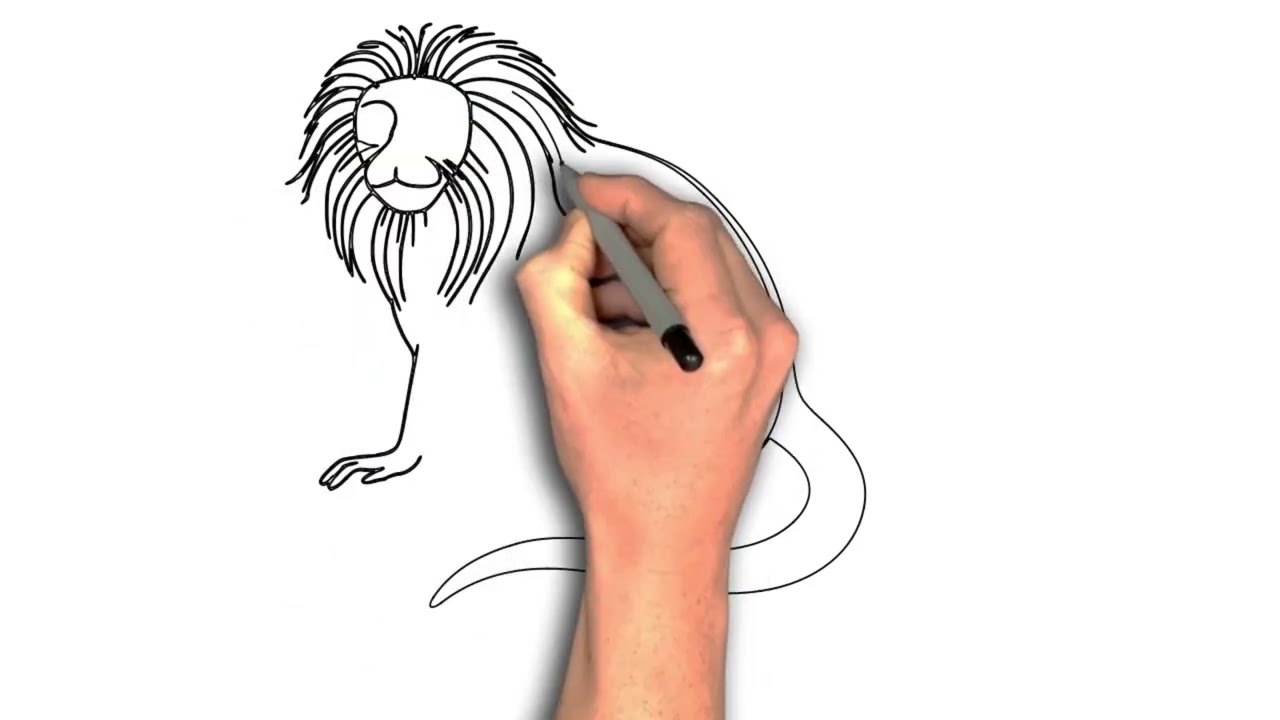 “How to Draw a Golden Lion Tamarin Step by Step” – clear and direct, ideal for general audiences