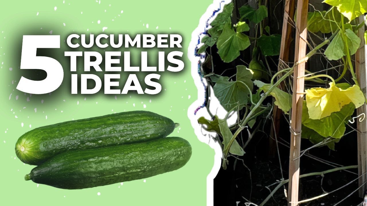 5 DIY Cucumber Trellis Ideas for Under $100