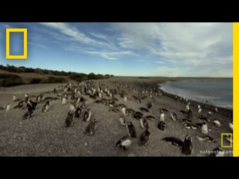 Penguins Cutely Count Selves | National Geographic