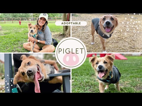 Dog for adoption - Piglet is petite perfection, a Golden Retriever ...
