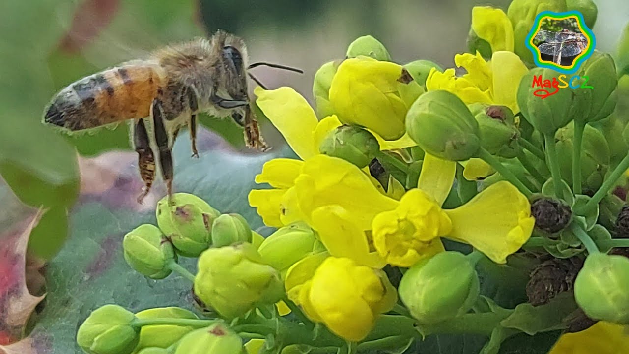 A beautifiul BEE and FLOWERS. Przyroda-owad-Pszczoła-kwiat. Będzie miód. 