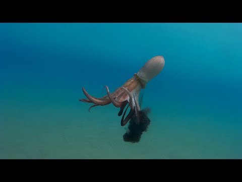 10 Astounding Facts About Octopuses - the Ocean's Clever Chameleons - 30A