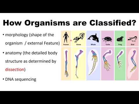 Concept and Uses of Classification Systems - 2 Video Lecture - Biology ...