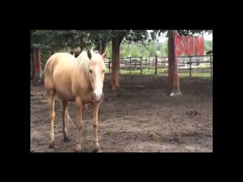 Equinox Therapeutic explains equine-assisted psychotherapy