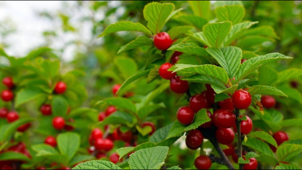 Nanking Cherry 🍒 (Prunus Tomentosa) - Zone 3-7 Permaculture Orchard Shrub, Windbreak, Privacy, Food