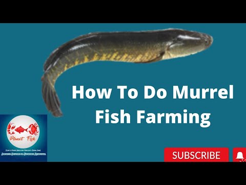 HOW TO DO MURREL FISH FARMING | J.K.CENTRE FOR SUSTAINABLE AQUACULTURE