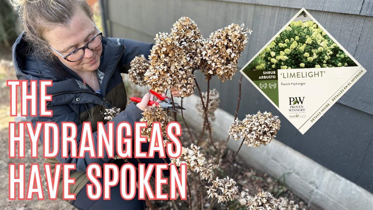 Pruning my Limelight Hydrangea | How to Prune Paniculata Hydrangeas