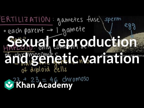 Sexual reproduction and genetic variation (video) | Khan Academy