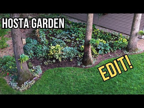 Hosta Shade Garden ๐ How to Divide & Redesign