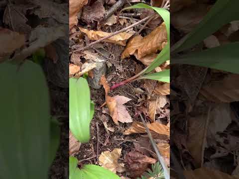 Harvesting Wild Ramps