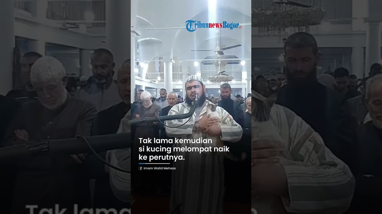 Viral Kucing Naik ke Badan dan Cium Imam saat Salat Berjamaah, Reaksi ... Viral Kucing Naik ke Badan dan Cium Imam saat Salat Berjamaah, Reaksi ...
