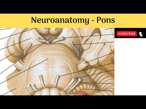 Brain stem - Pons | Situation | Features - External & Internal | Blood Supply | Clinical Correlation