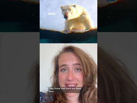 A polar bear mum and cubs emerge from their den after winter