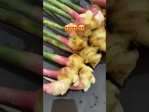 Harvesting ginger for the first time