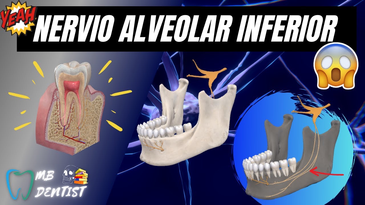 🧠 NERVIO ALVEOLAR INFERIOR ❗️LO QUE NADIE TE DICE❗️😱