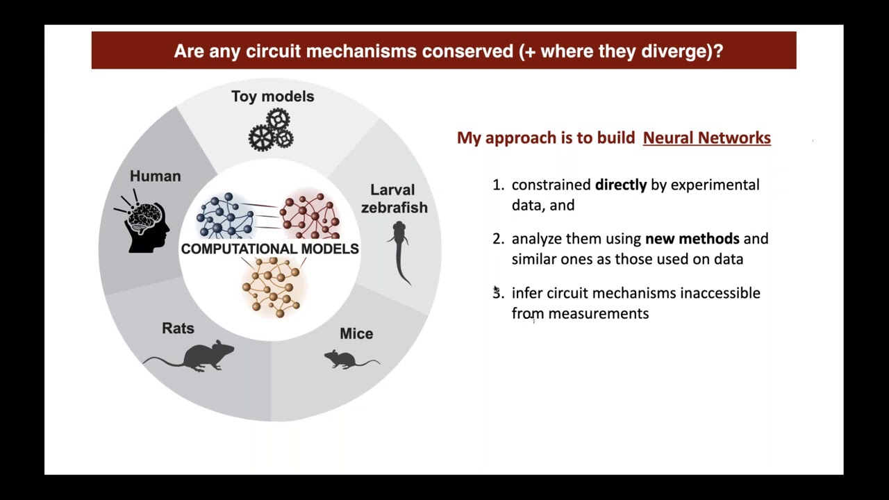 How Brain Circuits Function in Health and Disease: Understanding Brain-wide Current Flow