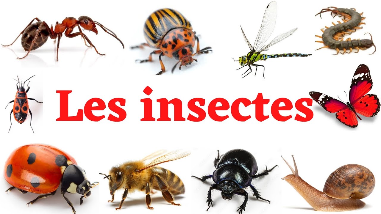 les insectes en français. Apprendre facilement les noms des insectes