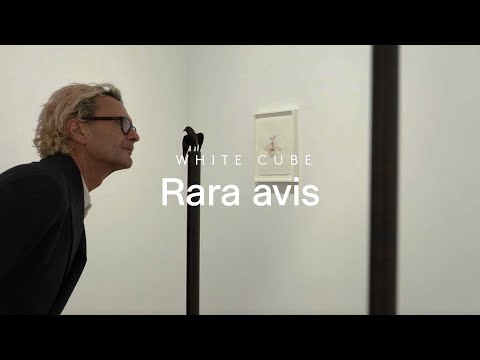In the Gallery: Jerry Stafford on 'Rara avis' | White Cube