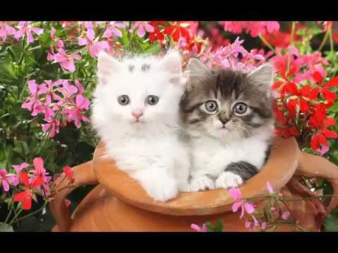 cute cat and kitten wallpaper