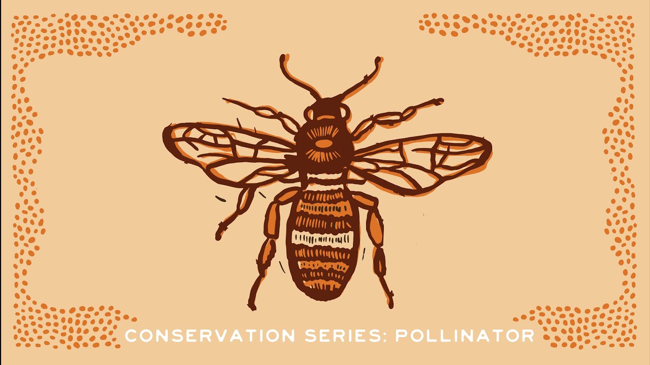 Conservation Series: Pollinator