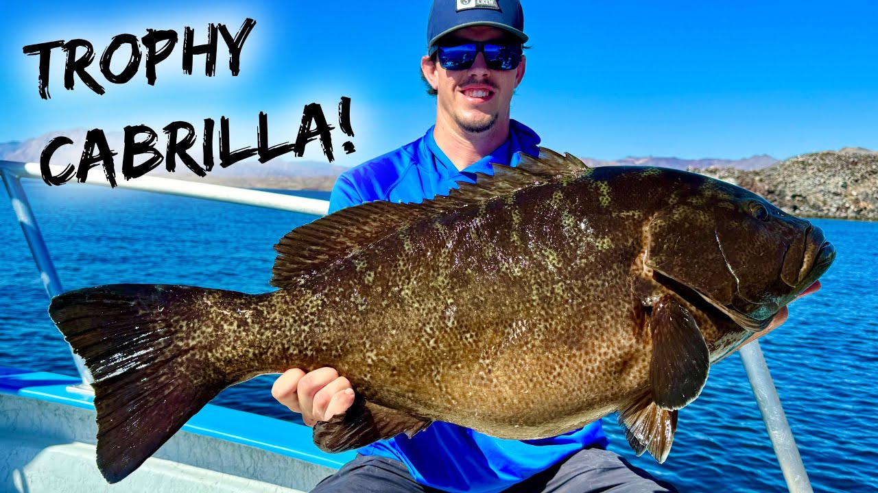 Ep. 4: Trophy Grouper on Yo-Zuri Jerkbait! Massive Cabrilla | Bahia de los Angeles!