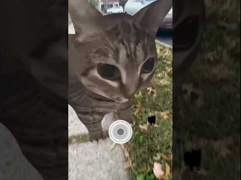 OIIA OIIA SPINNING CAT MEME #shorts #shortsviral #trending #meme
