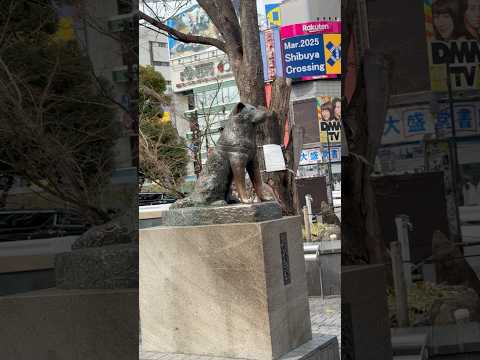 The Hachikō Statue in Shibuya, Tokyo, stands as a poignant symbol of unwavering loyalty and devotion
