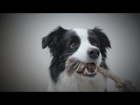 Biotech company develops pill that could extend the life of your dog