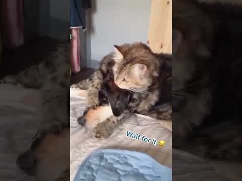 Funny memes #funny #funnyimages #pets