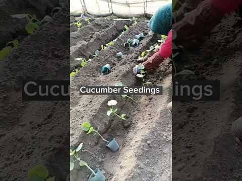 Cucumber Farming Techniques #satisfying #shortsvideo