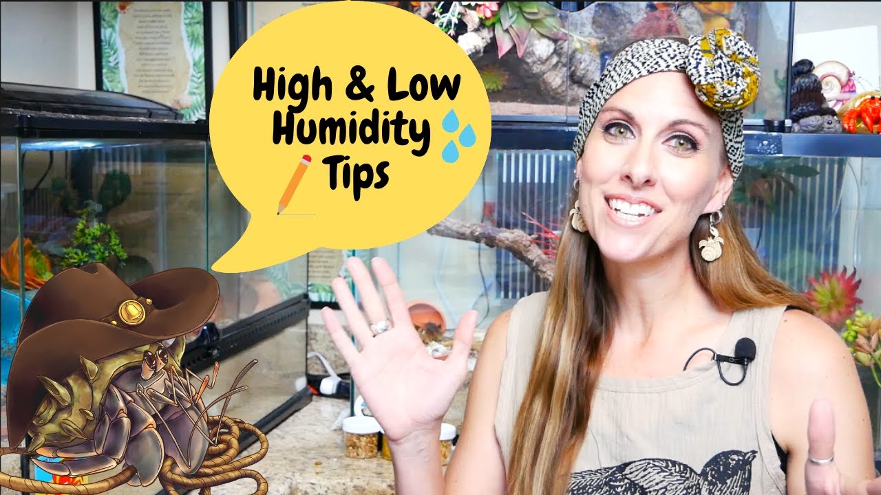 8 Tips to Help with Humidity in Your Hermit Crab Tank!