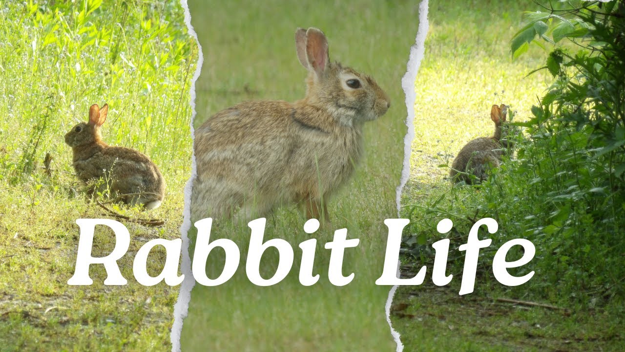 Wild Rabbits: Fascinating Facts & Behavior