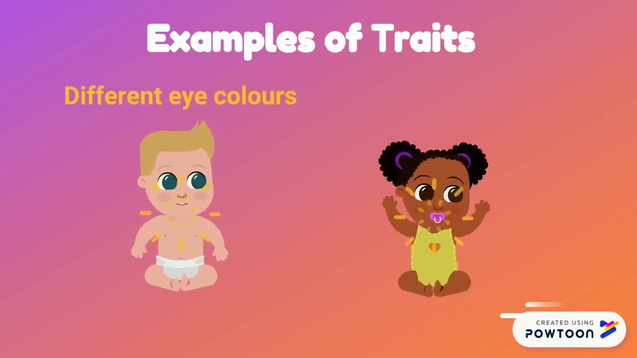 Pedigree analysis and human traits