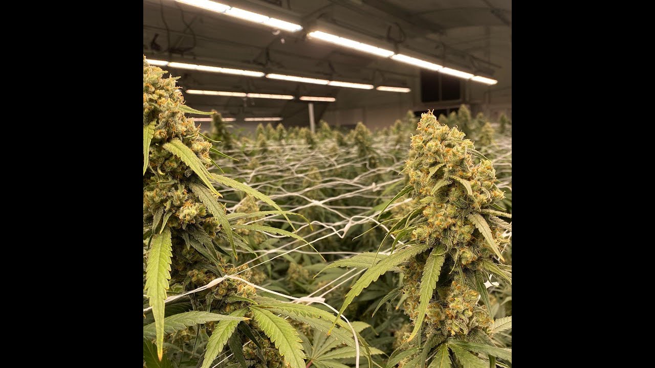 2022 the best led grow lights for cannabis growing