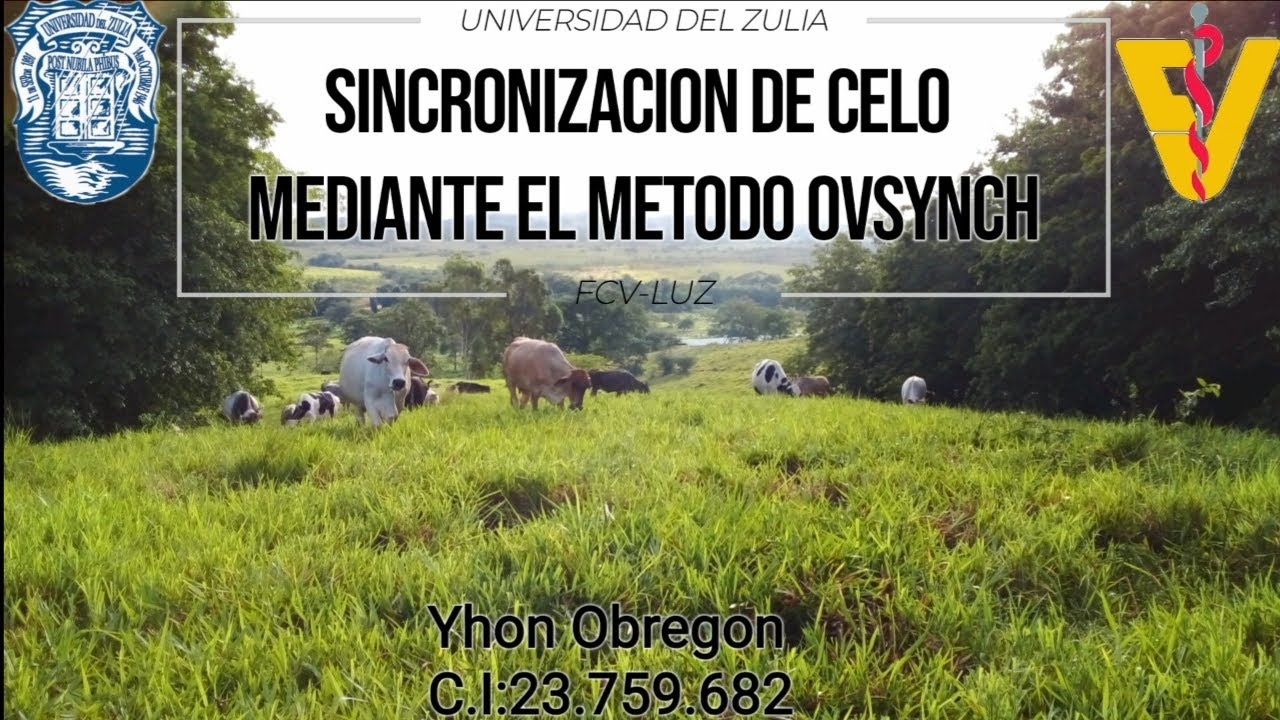 Sincronizacion de celo en bovinos mediante el metodo de Ovsynch