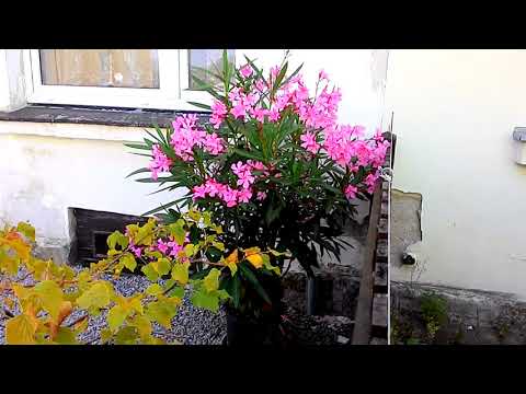 Základní pravidla pěstování oleandrů, aby prospívaly - Dumazahrada.cz