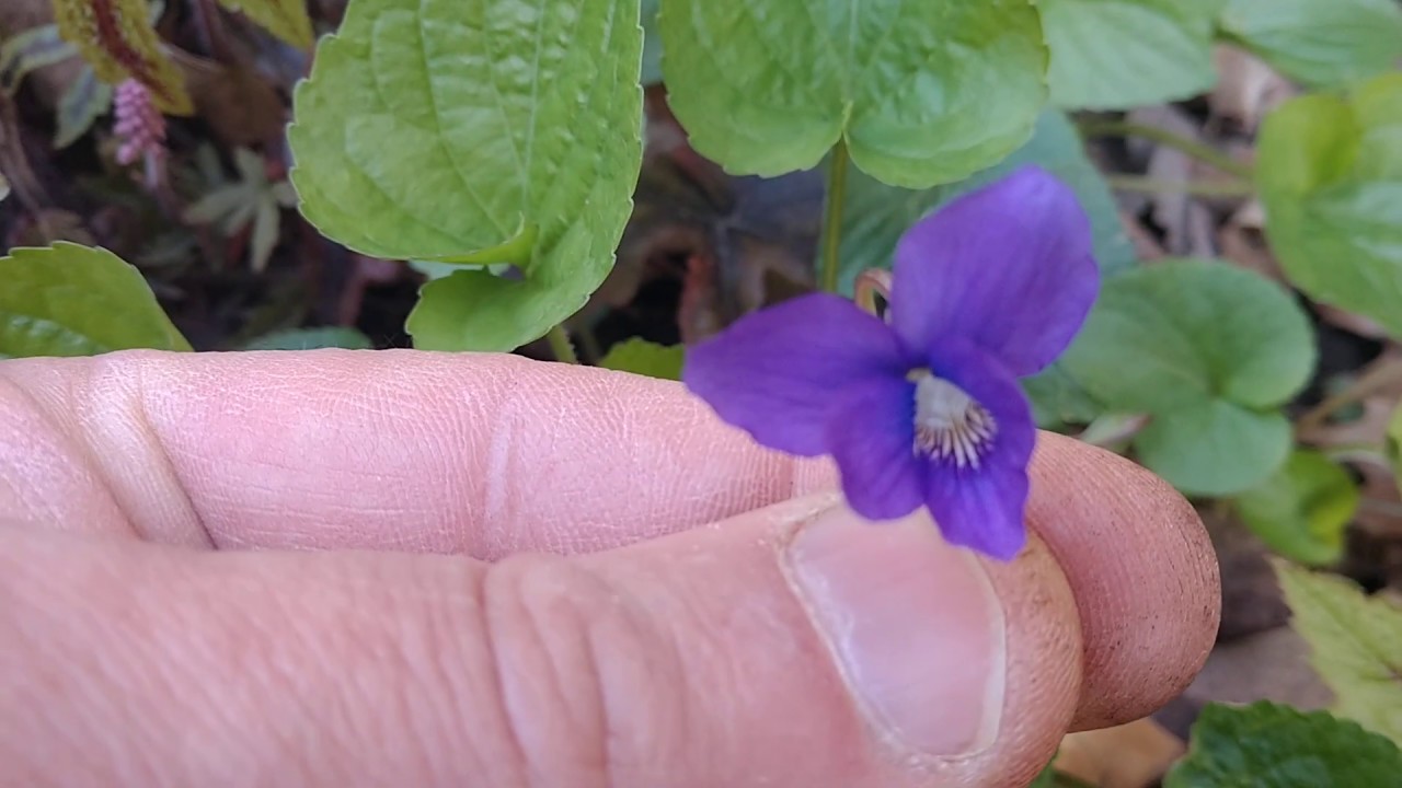 The common blue Violet (Viola sororia)