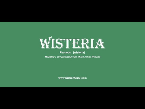 wisteria: How to pronounce wisteria with Phonetic and Examples