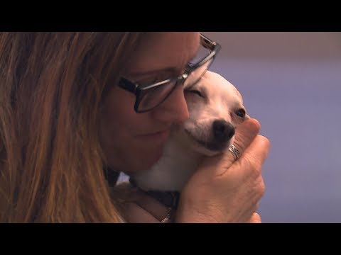 Common Cents 07.17 - ACCESS Specialty Animal Hospital - Torrance CitiCABLE - hosted by Laura Fong