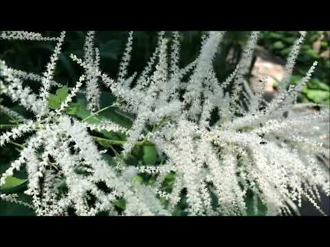 Goatsbeard