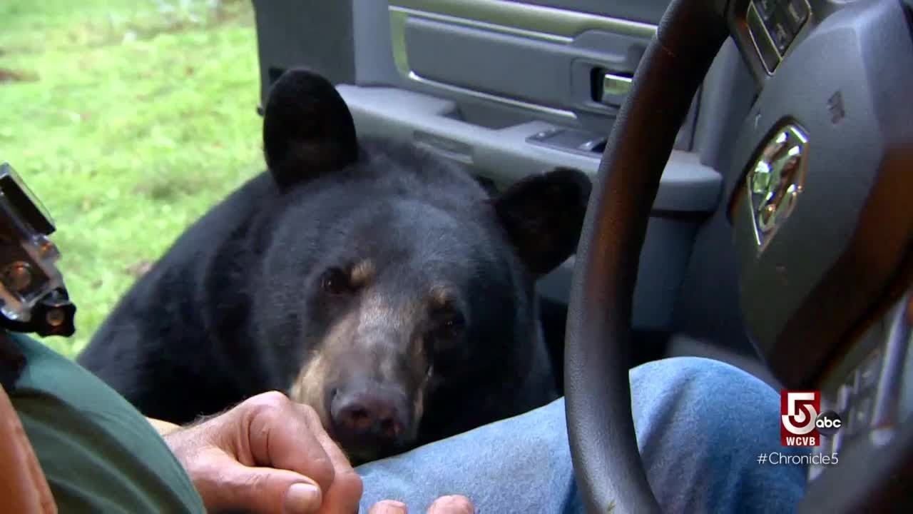 Breakthrough black bear research